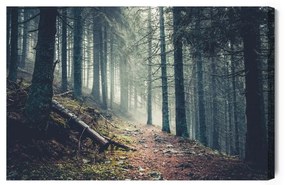 Obraz Trail In A Dark Pine Forest On The Slopes Of The Mountain. Carpathians, Ukraine, Europe. Beauty World. Vintage Filter Nedostatek Nedostatek Přírodní plátno 100x70