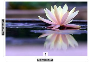 Fototapeta lotus 104x70