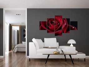 Obraz - Rudá růže (125x70 cm)