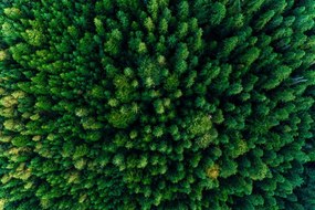 Vícedílný obraz Letecký Pohled Na Zelený Les Nedostatek Nedostatek Plátno Canvas 60x40