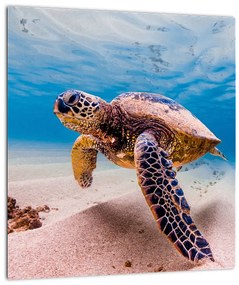 Obraz želvy v oceánu (30x30 cm)