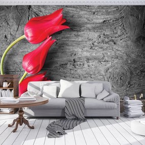 Fototapeta - Červené tulipány (152,5x104 cm)