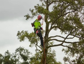 CRAMER 82TCS15 akumulátorová vyvětvovací řetězová pila