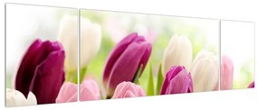 Obraz pučících tulipánů (170x50 cm)