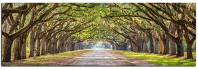 Obraz na plátně - Historické dubové stromy lemované polní cestou - panoráma 5239A (120x45 cm)