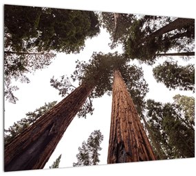 Obraz - Pohled skrz koruny stromů (70x50 cm)