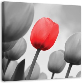 Gario Obraz na plátně Červený tulipán v šedé barvě Rozměry: 30 x 30 cm