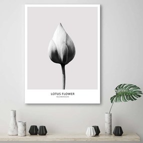 Gario Obraz na plátně Bílý lotosový pupen Rozměry: 40 x 60 cm