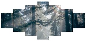 Obraz stromů s průsvitajícím sluncem (210x100 cm)