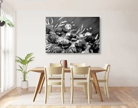 Obraz malované polní máky v černobílém provedení - 90x60 cm