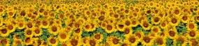 Fototapeta na linku Sunflowers 260 x 60 cm KI260-030