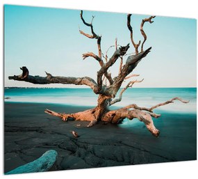 Skleněný obraz - Vyplaveno na pláži (70x50 cm)