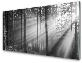 Obraz na skle Les Příroda Paprsky Slunce 100x50 cm