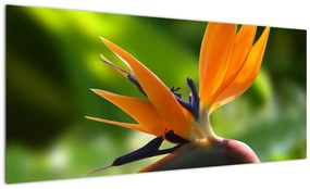 Detail květu - obraz (100x40cm)
