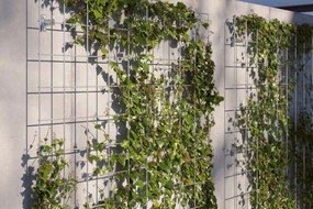 Treláž – opora pro rostliny 195 × 135 cm ✔ Bez držáků na stěnu