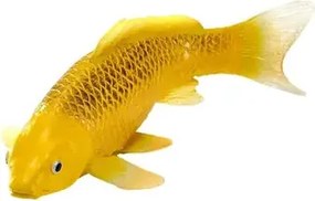 Mojo Kapr koi kin matsuba ú od 3 let