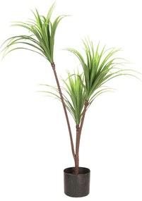 Dekorační pokojová rostlina Dracena - 75 cm