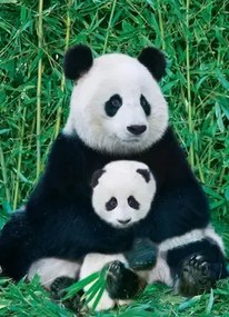 EUROGRAPHICS Puzzle Panda a mládě / 1000 dílků / 48 x 68 cm