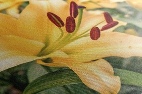 Obraz žlutá lilie Varianta: 120x80