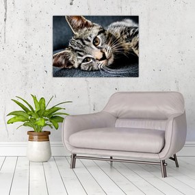 Skleněný obraz - Kotě (70x50 cm)