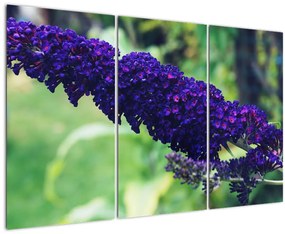 Obraz modré květiny (120x80 cm), 40 dalších rozměrů