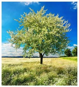 DIMEX | Vliesová fototapeta na zeď Strom na louce MS-3-0096 | 225 x 250 cm | zelená, modrá