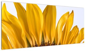 Obraz květu slunečnice (100x40cm)