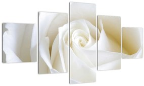 Obraz bílé růže (125x70 cm)
