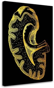 Gario Obraz na plátně Zlatá anatomie, Ledviny - Gab Fernando Rozměry: 40 x 60 cm