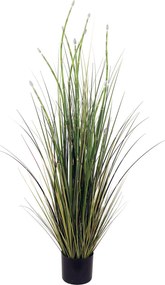 Přeslička (Equisetum), 120 cm