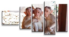 Sablio Obraz - 5-dílný Opičky - 100x60 cm
