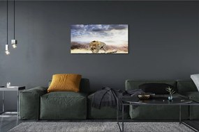 Obrazy na plátně panter mraky 120x60 cm