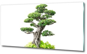 Wallmuralia Foto obraz sklo tvrzené Bonsai 100x50