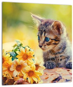 Obraz koťátka dívající se na květinu (30x30 cm)