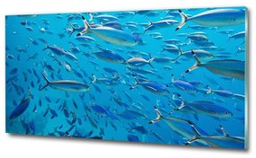 Wallmuralia Foto obraz skleněný horizontální Korálové ryby 100x50