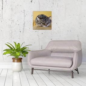 Obraz kočky na pohovce (30x30 cm)