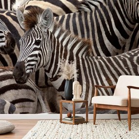 Fototapeta Herd of zebras