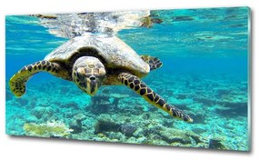 Wallmuralia Foto obraz fotografie na skle Mořská želva 100x50