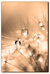 Obraz na plátně - Dandelion z kapkami rosy- obdélník 7262FA (90x60 cm  )