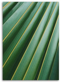 Gario Obraz na plátně Fragment palmového listu Rozměry: 40 x 60 cm