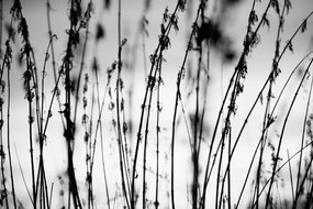 DIMEX | Vliesová fototapeta Černobílá tráva MS-5-1733 | 375 x 250 cm| bílá, černá