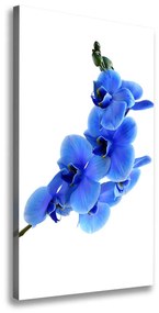 Wallmuralia Vertikální Foto obraz na plátně Modrá orchidej 50x100