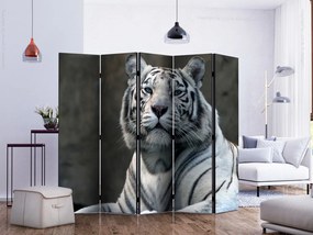Pokojová zástěna Bengalský tygr v zoo II (5-dílný) - kompozice s divokým kočkou