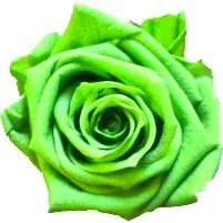 Dárková stabilizovaná růže - zářivě limetková