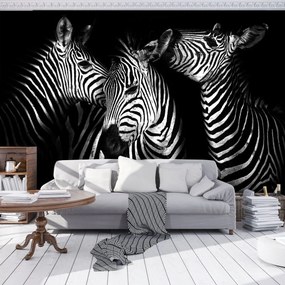 Fototapeta - Zebra (254x184 cm)