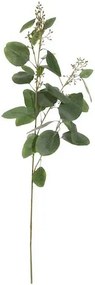 Eucalyptus, výška 100 cm