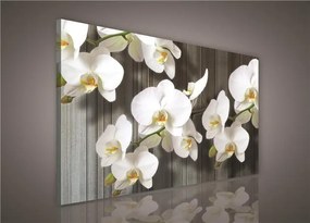 Obraz na plátně bílá orchidej 100 x 75 cm