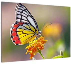 Obraz motýla na květu (70x50 cm)