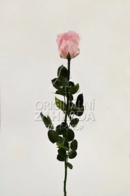 Stabilizovaná růže - světle růžová