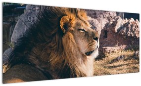 Obraz - ležící lev (100x40cm)